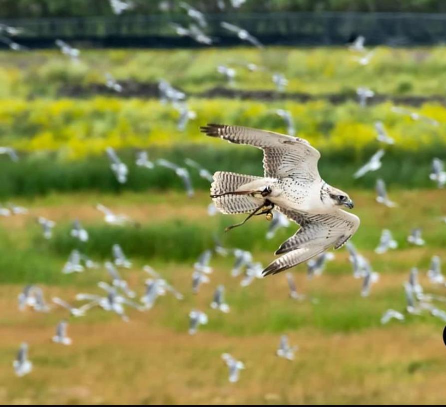 Humane Bird Control & Mitigation Services | Greater Toronto Area